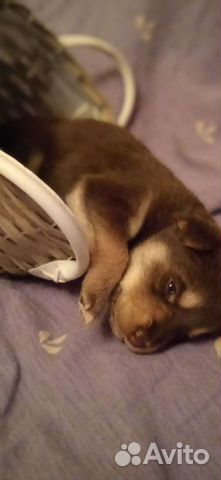 Щенки мать Сибирская Хаски,отец дворняга. В добрые