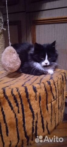 Пушистый котёнок бесплатно