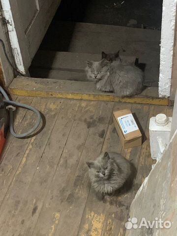 Котята в добрые руки