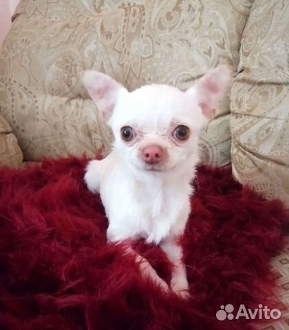 Кремовый мини мальчик