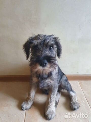 Щенки миттельшнауцера