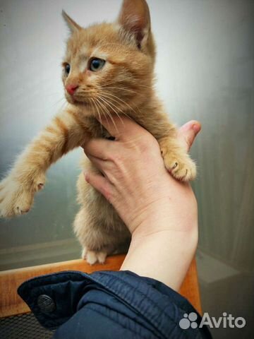Котенок в дар