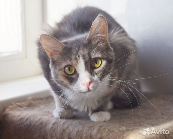 Кошка в добрые руки. Возраст 1 год
