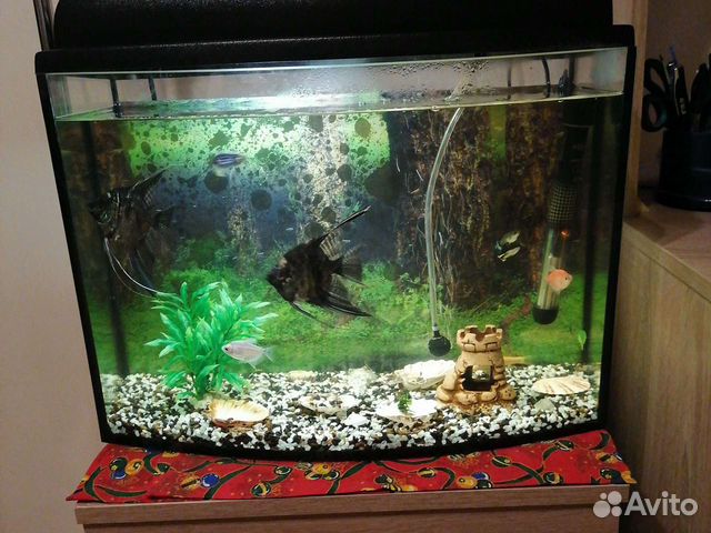 Аквариум с оборудование и рыбами
