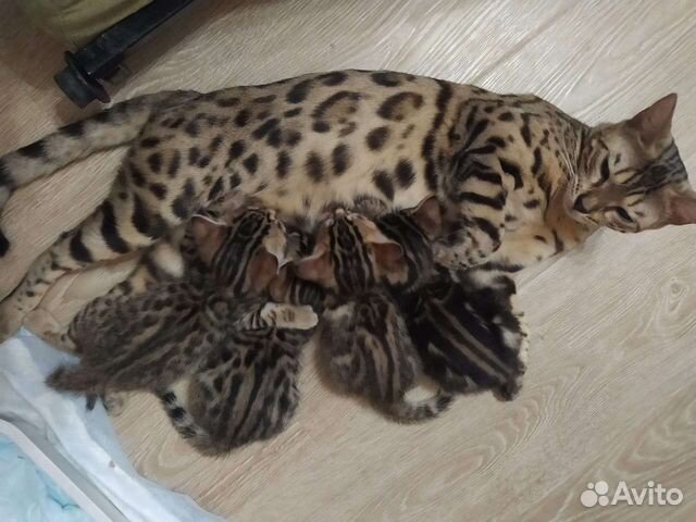 Бенгальские котята