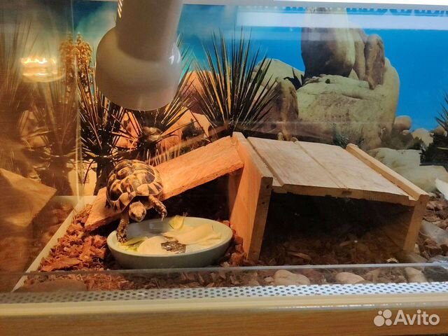 Черепахи с террариумом