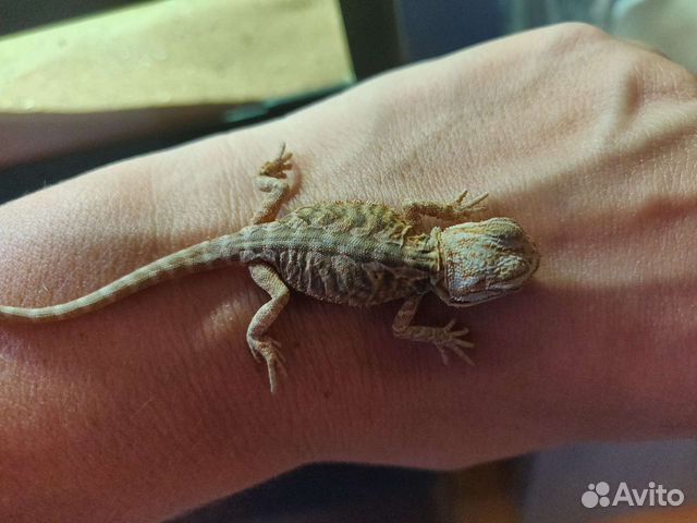 Бородатая агама