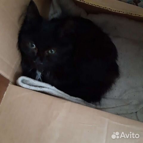 Чёрный котёнок в добрые руки бесплатно