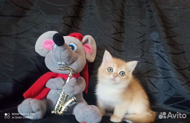 Британец ny 12