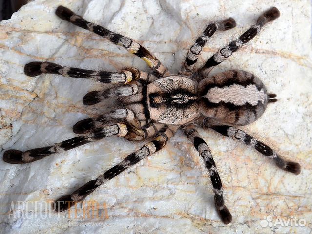Паук птицеед Poecilotheria regalis L9