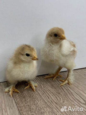 Цыпленок брама