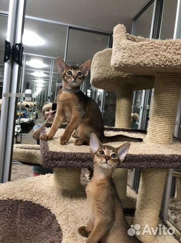 Абиссинские котята России