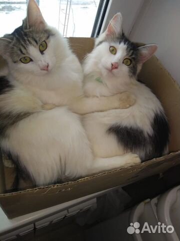 Кошки-мышеловки, 5 мес