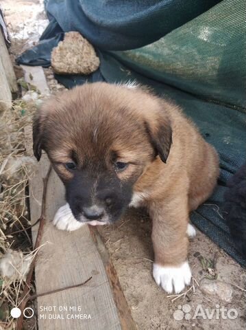 Щенки кавказской овчарки бесплатно