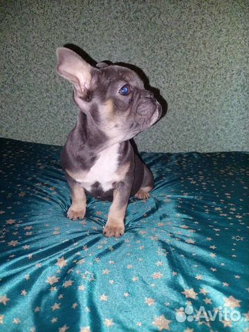 Французский бульдог