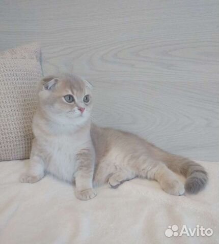 Мальчик скоттишфолд cy 25