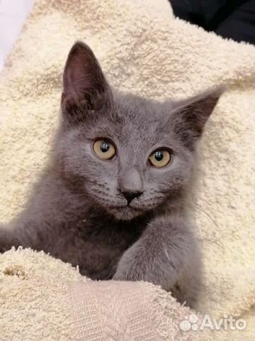 Котенок девочка голубая