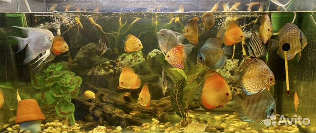 Дискусы (аквариумная рыба)