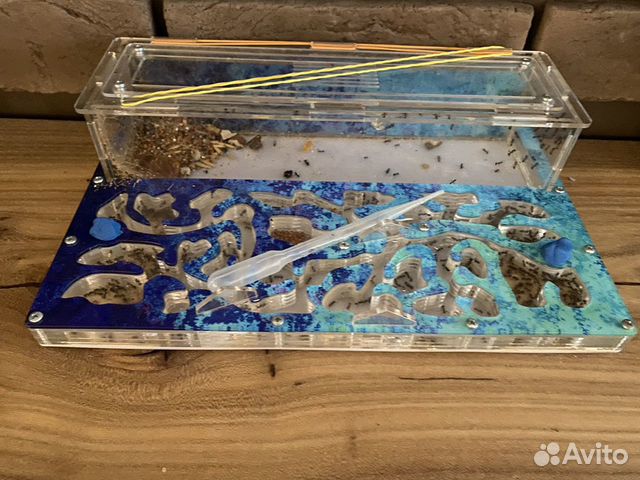Муравьиная ферма с муравьями б/у