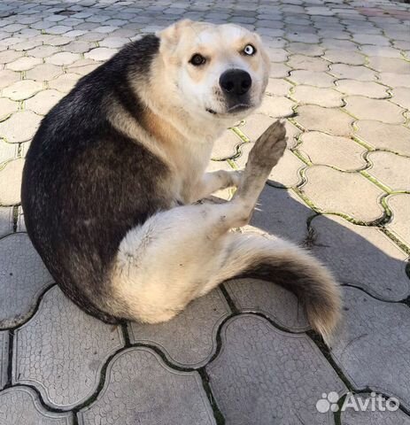 Ищем семью самой красивой и доброй девочке