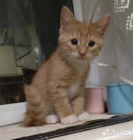 Два рыжика в дар