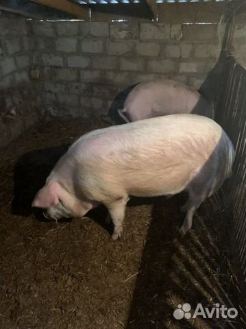 Хряк ландрас на случку