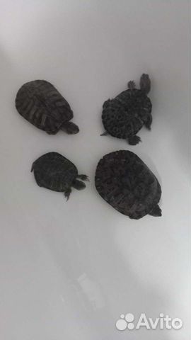 Красноухая черепаха бесплатно