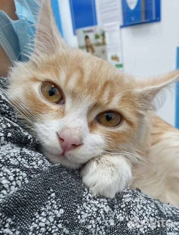 Котенок персикового окраса бесплатно