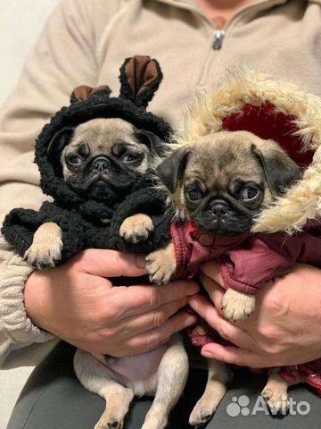 Щенки мопса