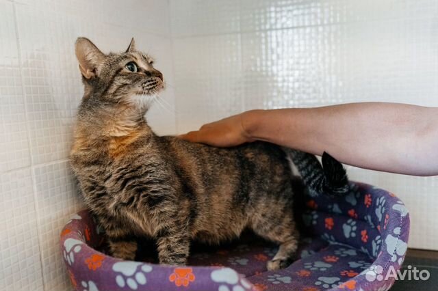 Кошка Серая полосатка в добрые руки