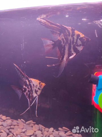 Рыба скалярия на обмен или продажа