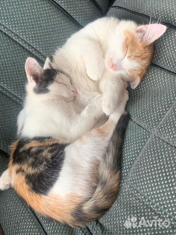 Два котенка ищут дом