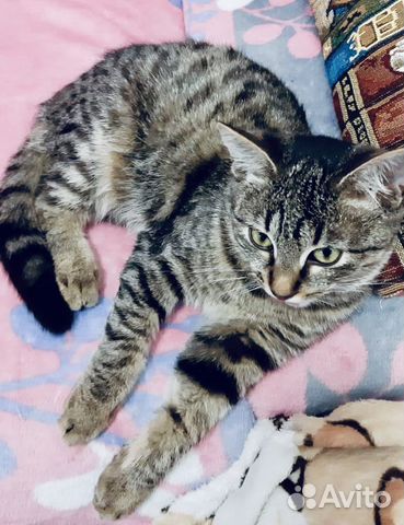 Котёнок Буся в добрые руки