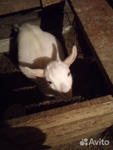 Альпийские козы