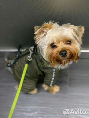 Кабель для вязки йоркширский терьер