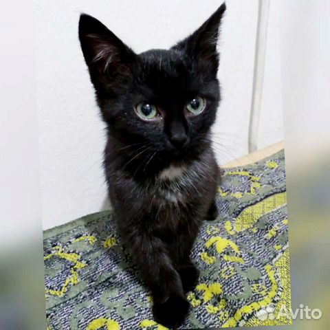 Котята, котёнок зеленоглазая малышка в дар