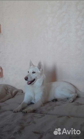 Швейцарская овчарка