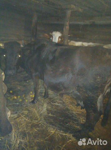 Продам корову и бычка