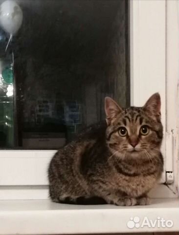 Котонек британец