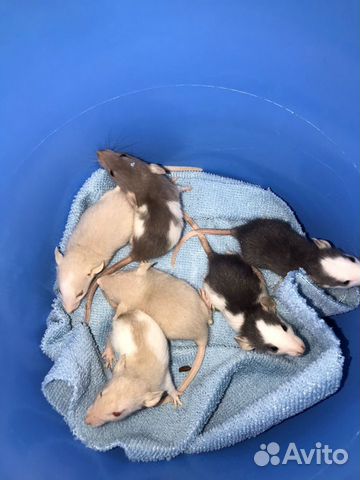 Крыски Дамбо