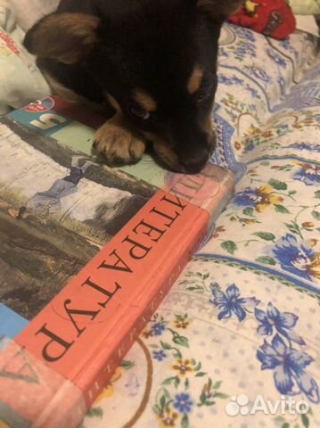 Той-терьер и такса помесь