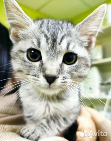 Котенок 2 месяца от британки бесплатно