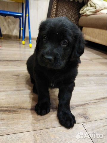 Щенки в добрые руки