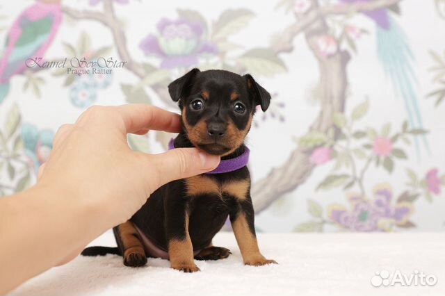 Пражский крысарик