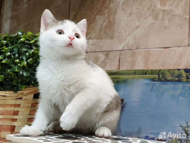 Котенок в добрые руки