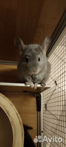 Шиншилла голубой бриллиант