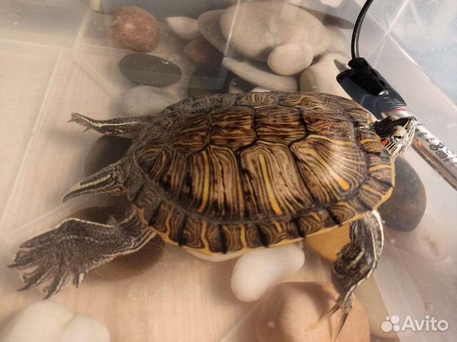 Черепаха красноухая бесплатно