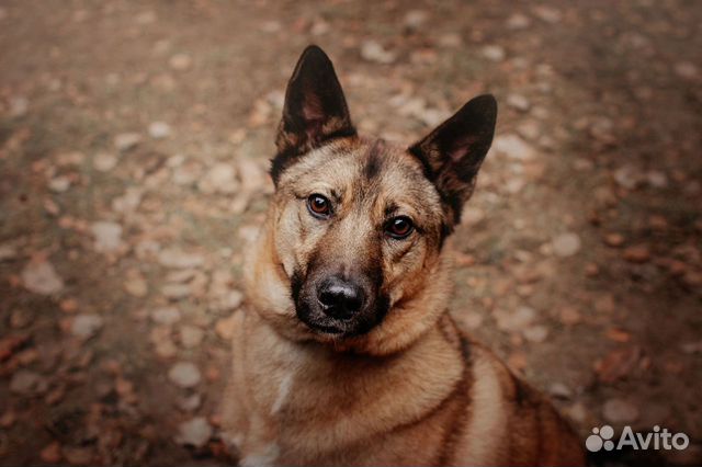 Пес в добрые руки