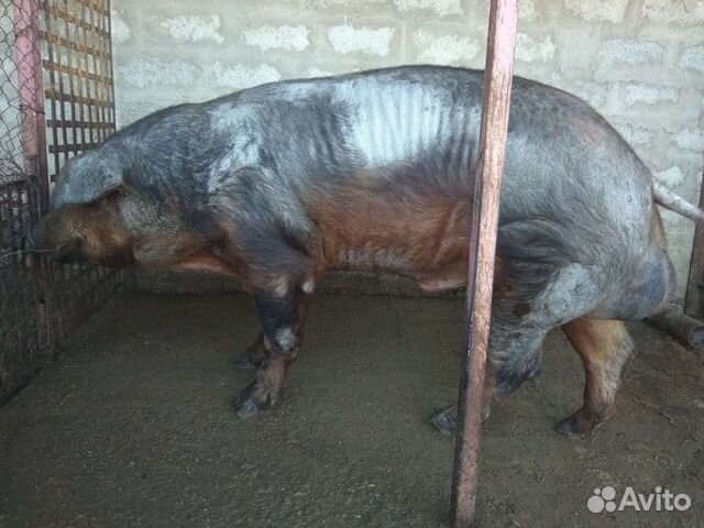 Кабан Дюрок