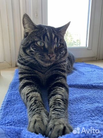 Вязка кота